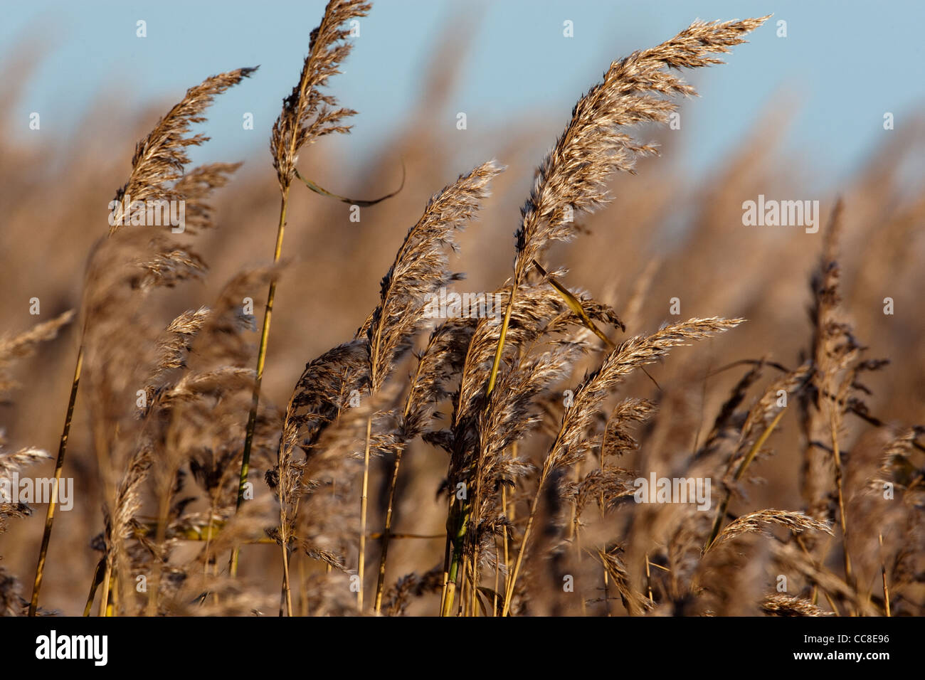 Whispering grasses hi-res stock photography and images - Alamy
