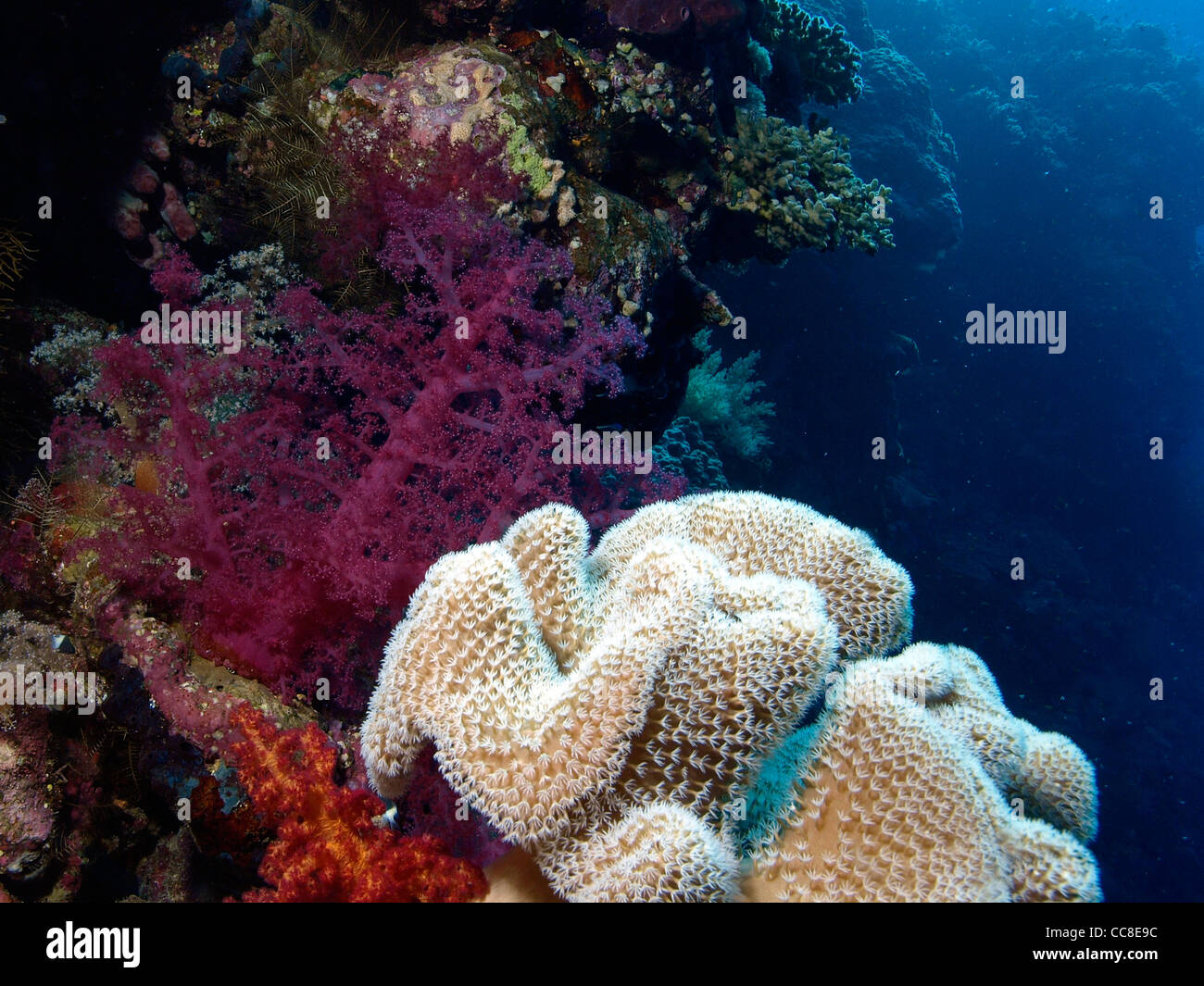 soft coral in the coral reef of the Red Sea Stock Photo - Alamy