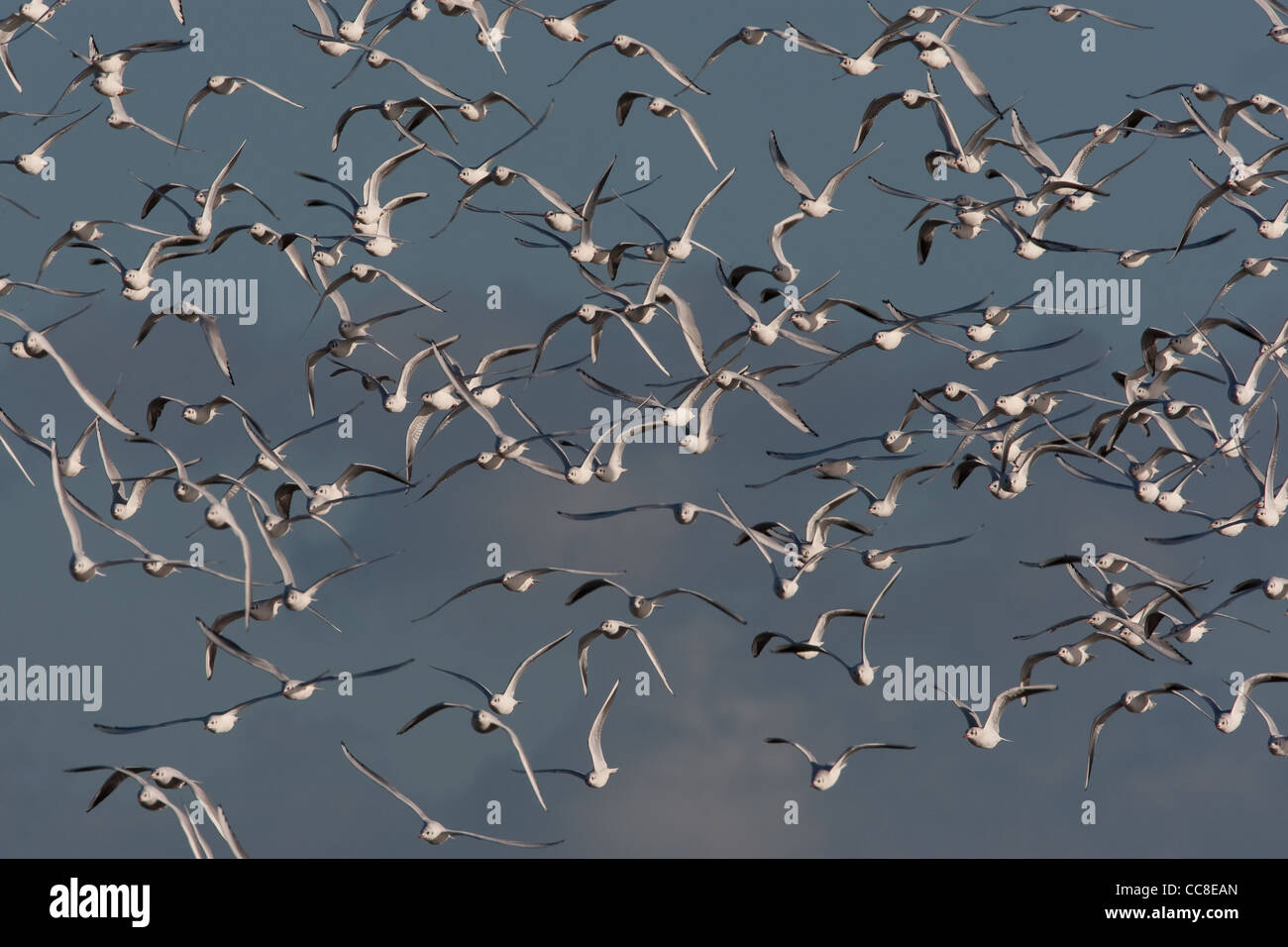 Gulls in flight Stock Photo - Alamy