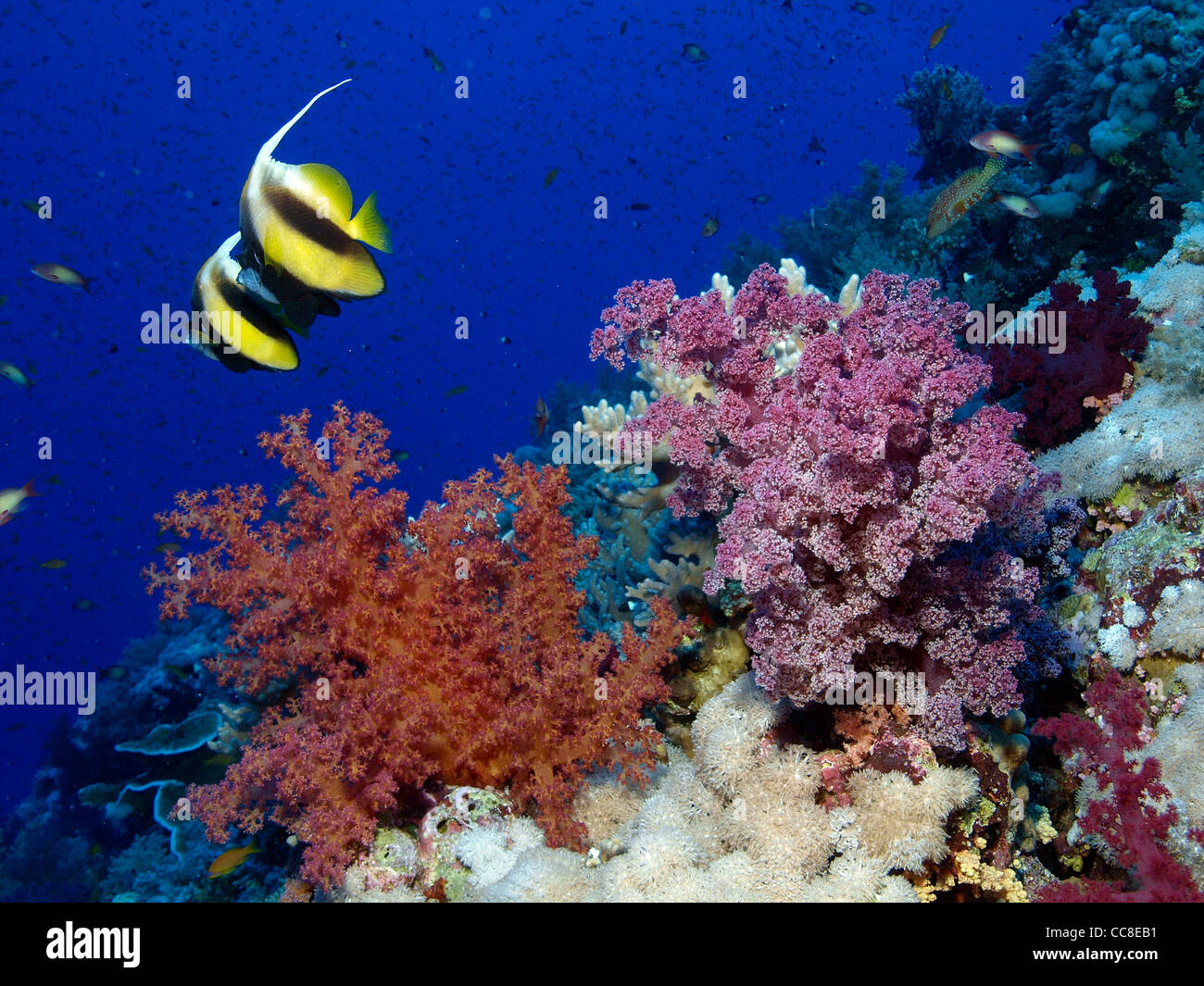 soft coral in the coral reef of the Red Sea Stock Photo - Alamy