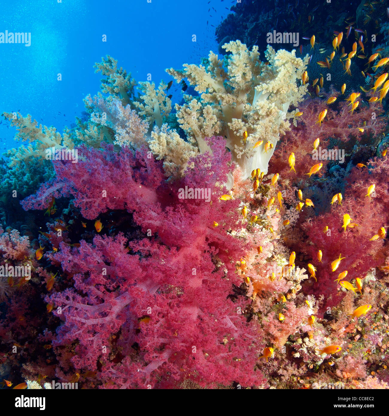 soft coral in the coral reef of the Red Sea Stock Photo - Alamy