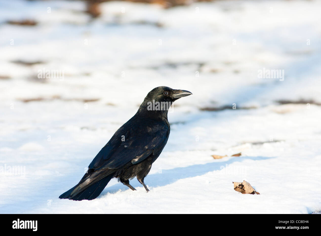 Crow In Winter High Resolution Stock Photography and Images - Alamy