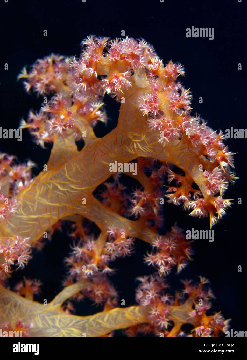 soft coral in the coral reef of the Red Sea Stock Photo - Alamy