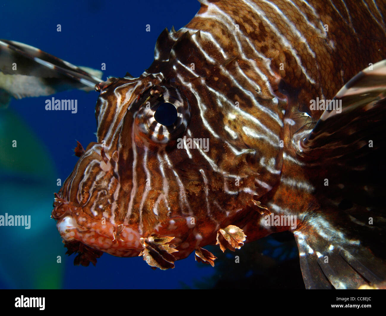 lion fish in the Red Sea Stock Photo - Alamy
