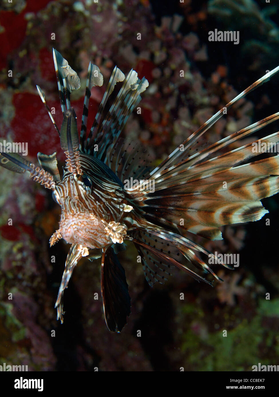 lion fish in the Red Sea Stock Photo - Alamy