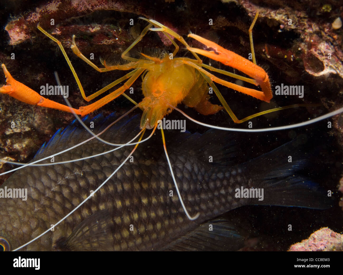 Scarlata hi-res stock photography and images - Alamy