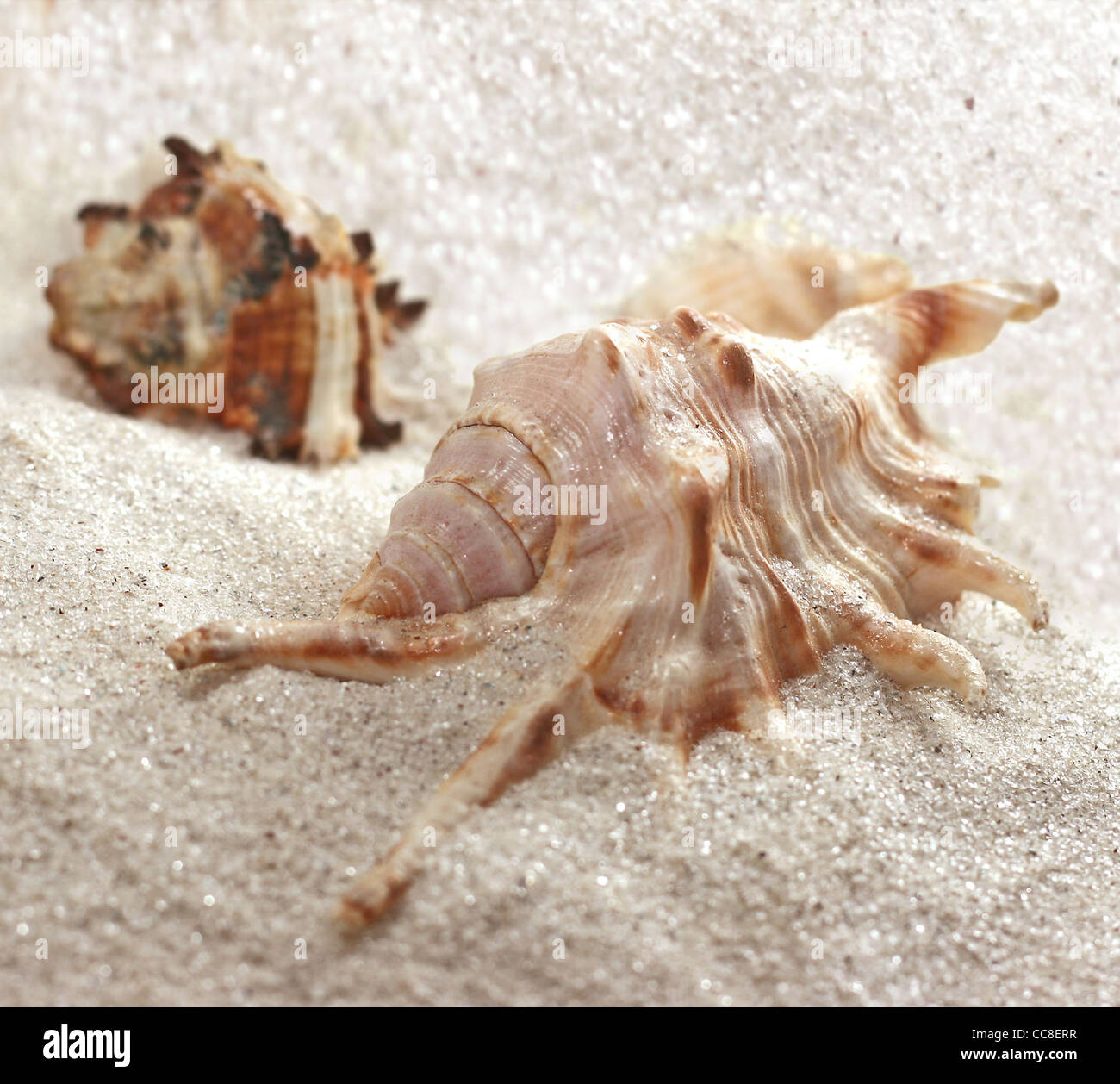 shell on the beach Stock Photo - Alamy