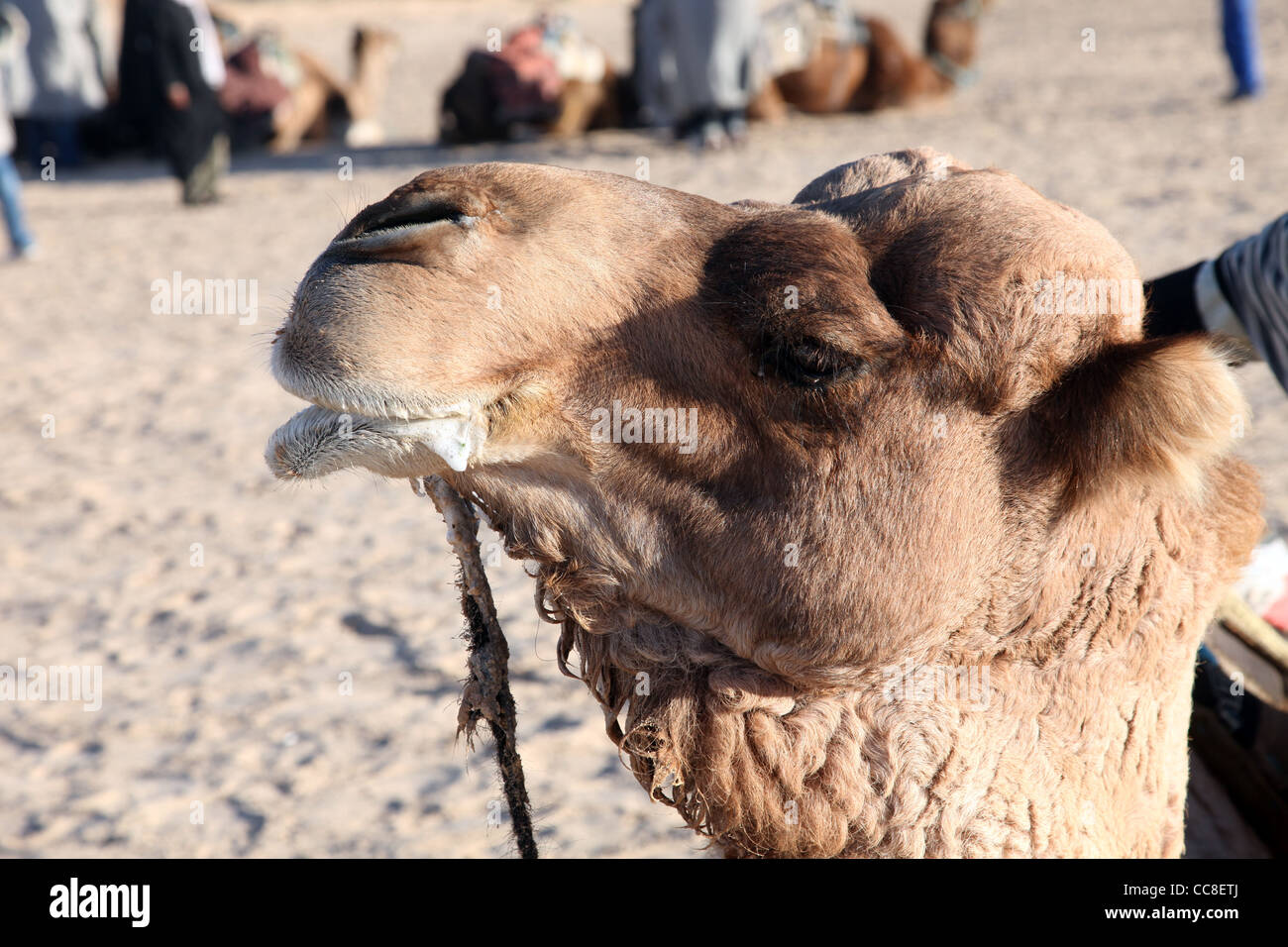 Head of a camel Stock Photo - Alamy