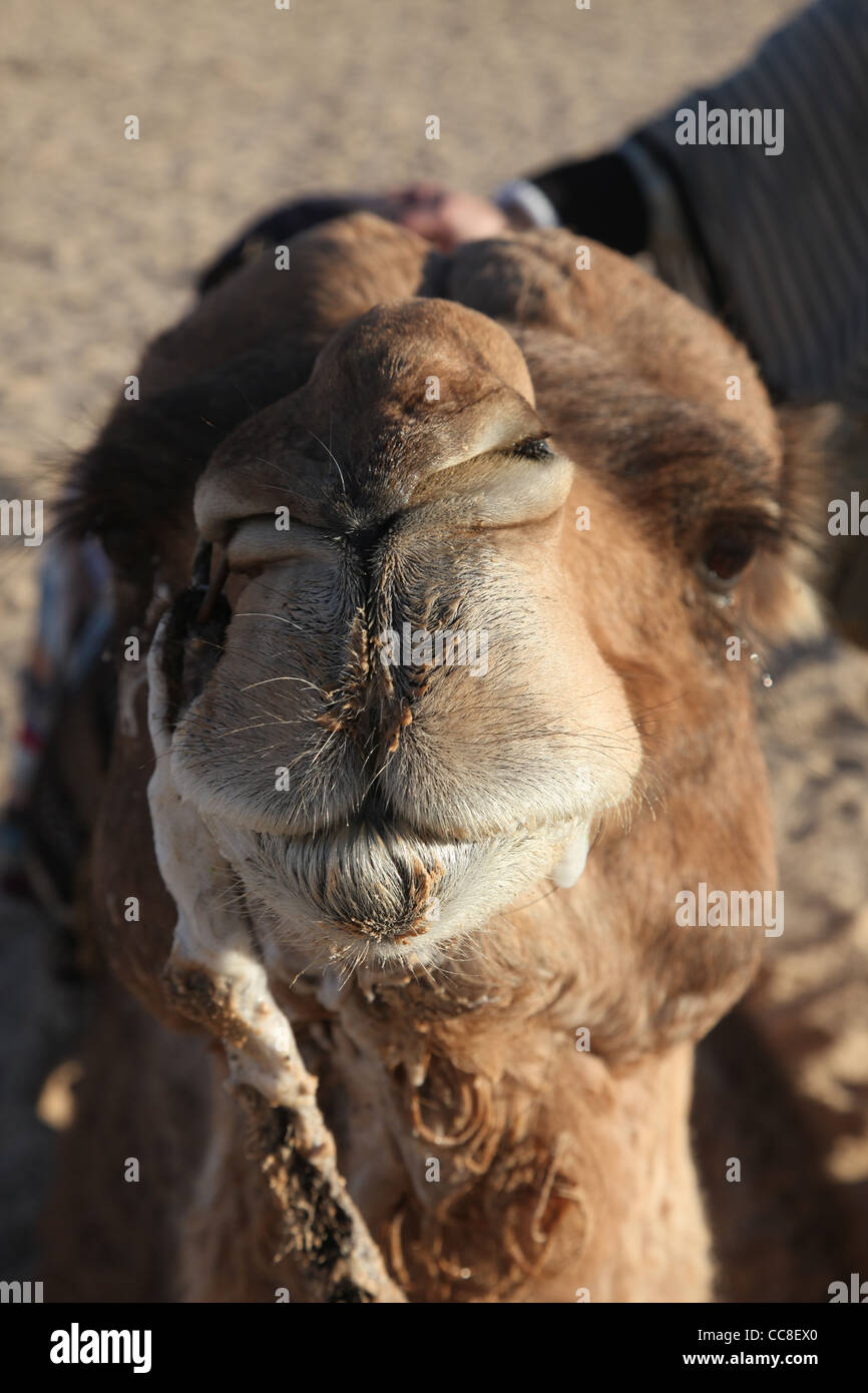 Head of a camel Stock Photo - Alamy