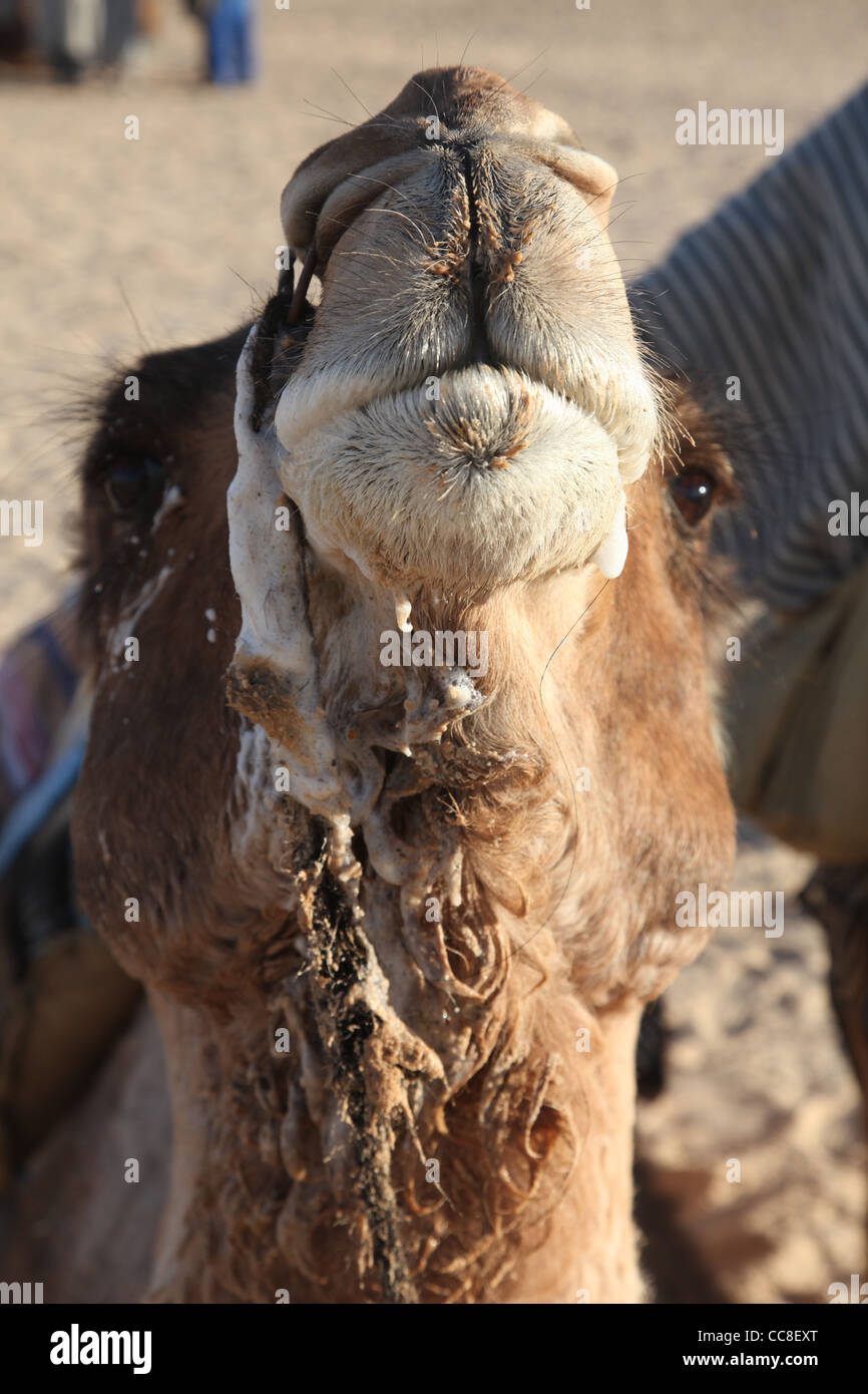 Head of a camel Stock Photo - Alamy