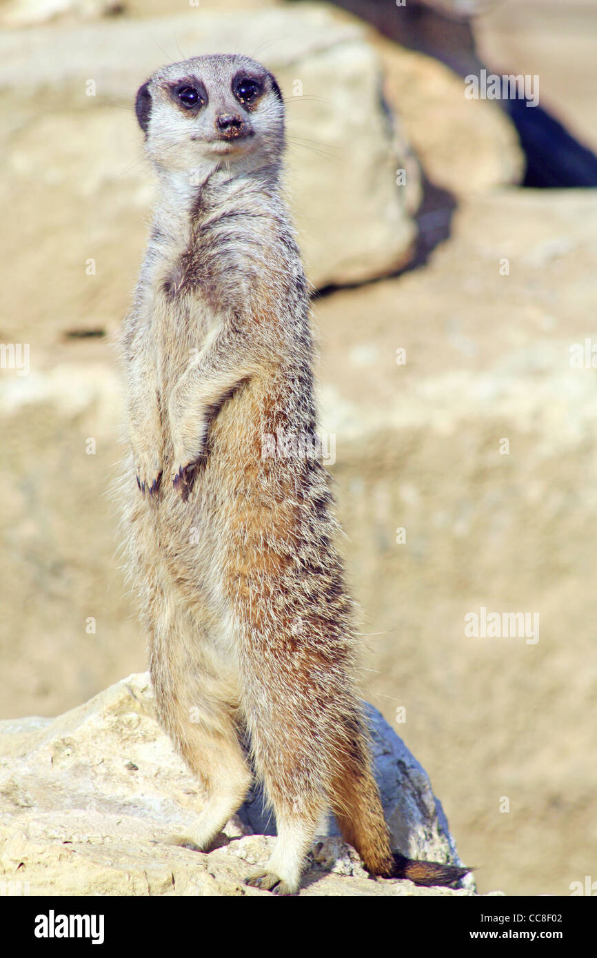 stunning meer kat looking alert Stock Photo - Alamy