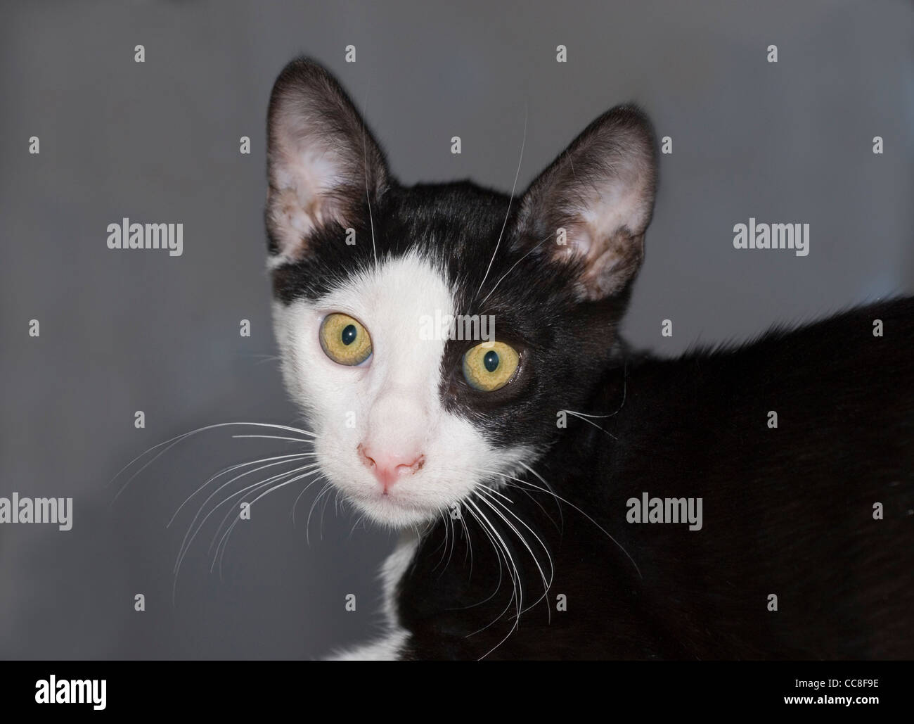 Black and white cat, head only, turned towards camera Stock Photo - Alamy