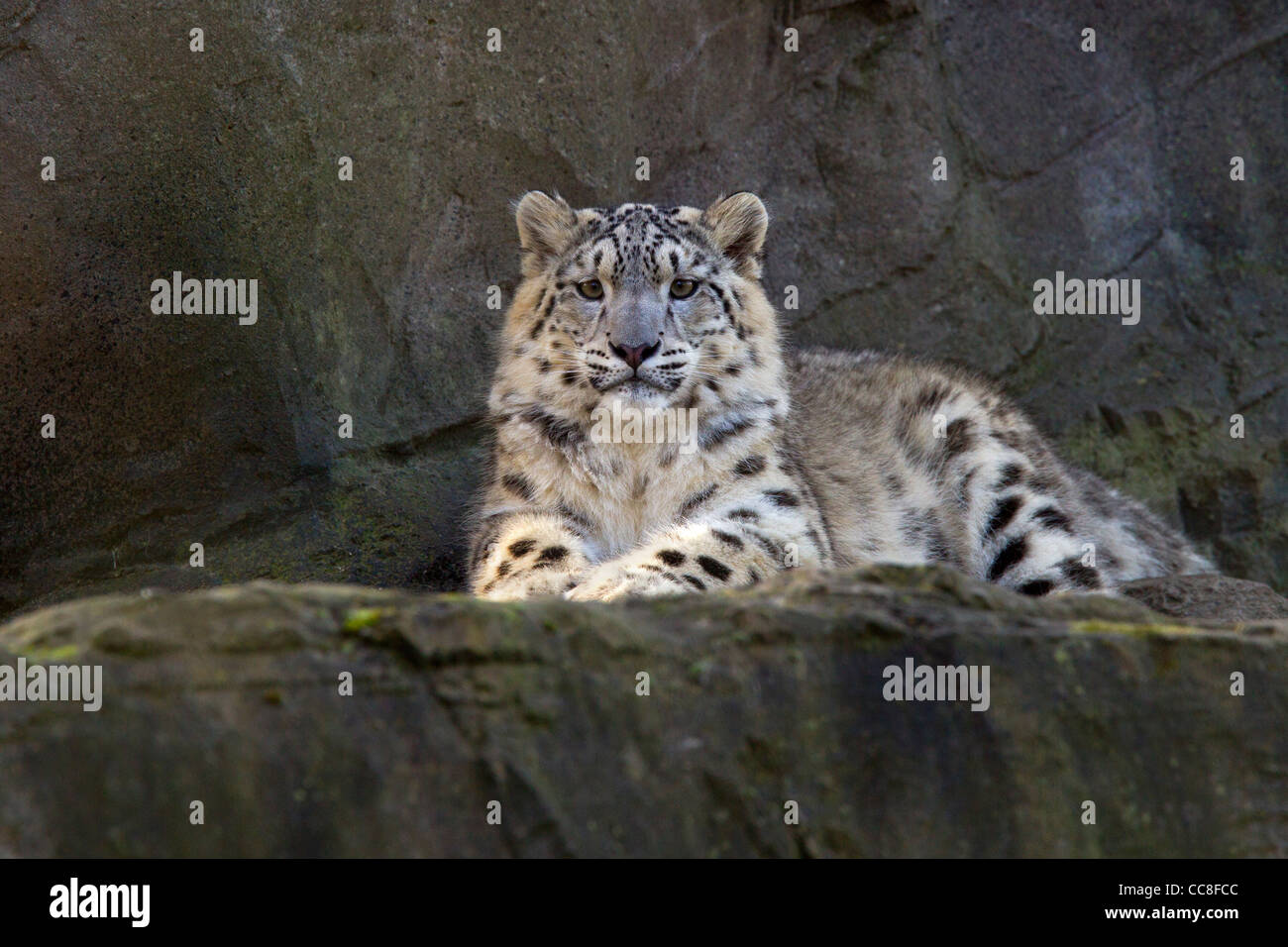 Snow leopard on rock hi-res stock photography and images - Alamy