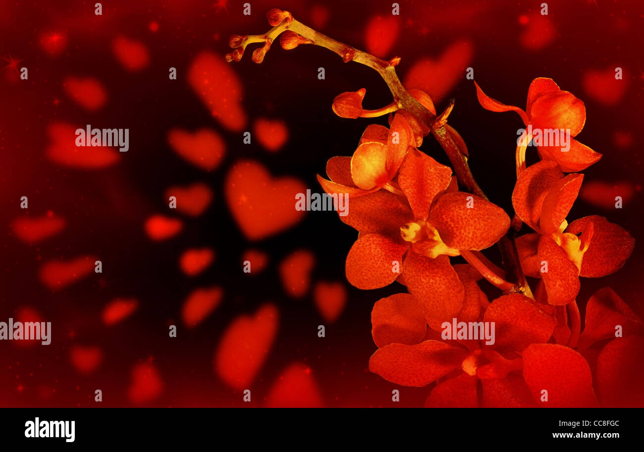 Happy Valentine card, red fresh orchid flower with hearts isolated on ...