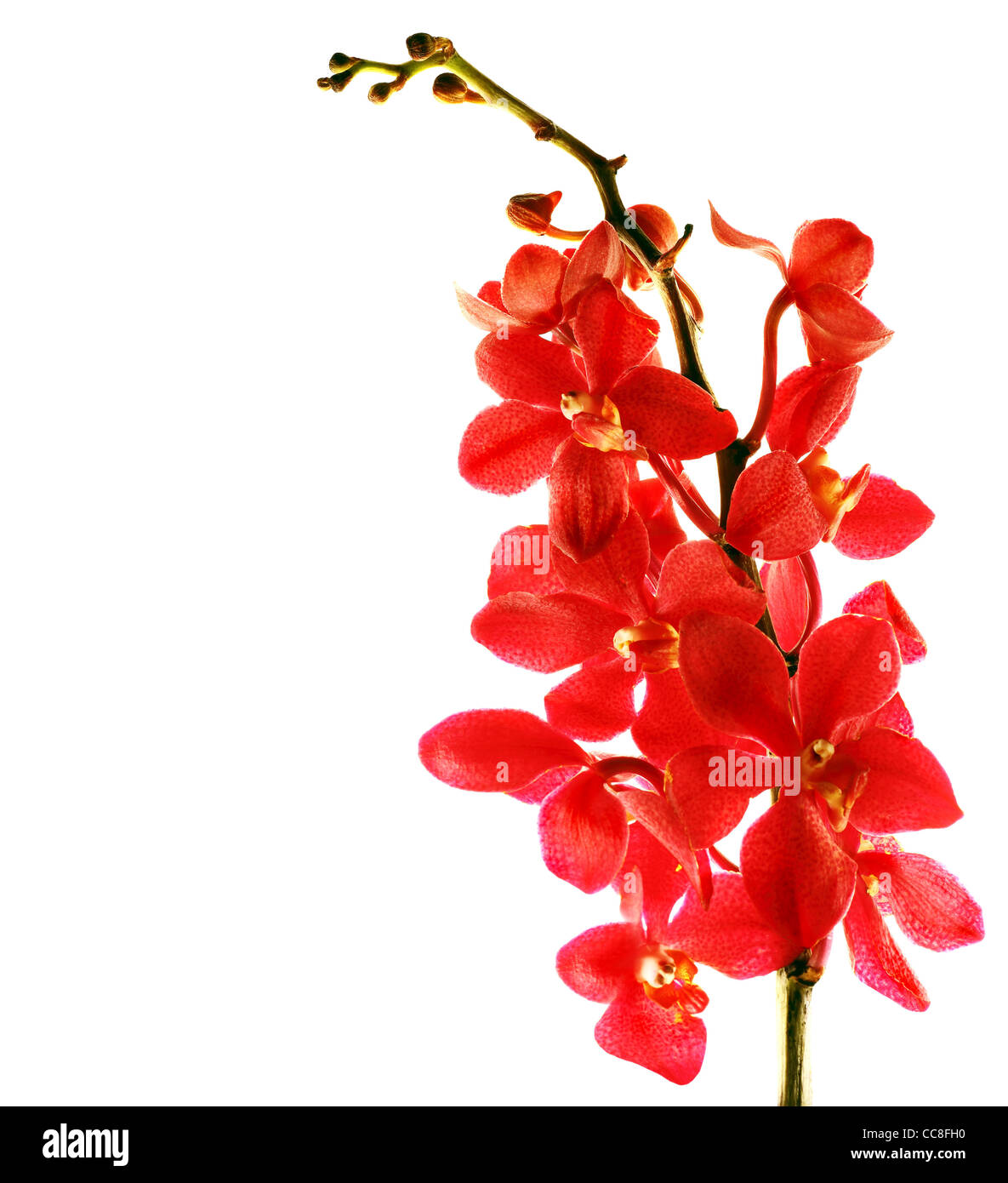 Red fresh orchid flower isolated on white background Stock Photo - Alamy