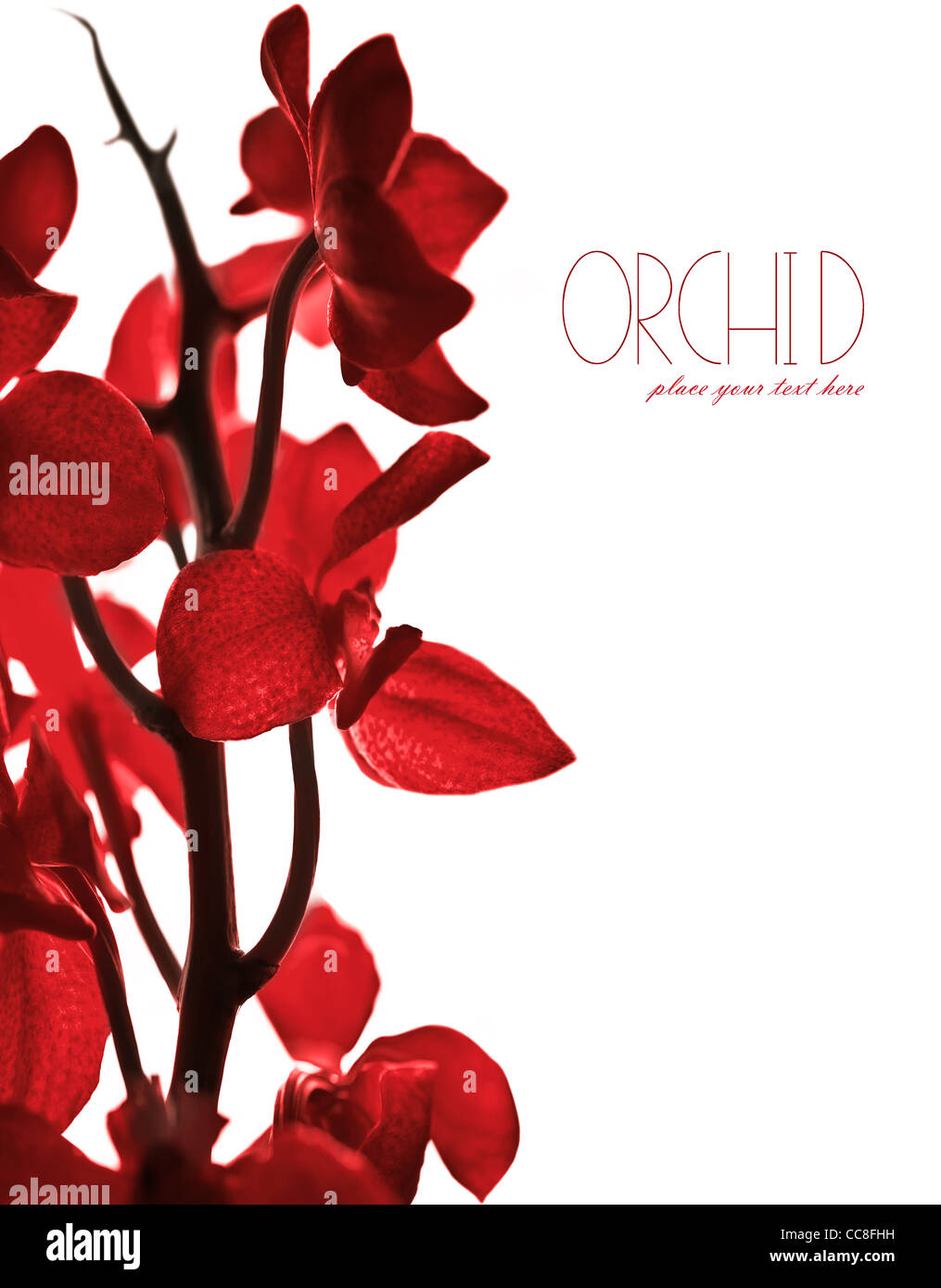 Red Orchid Wallpaper