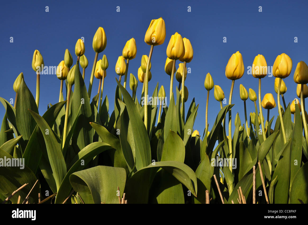 yellow tulips under blue sky in Holland, Netherlands, Europe Stock ...