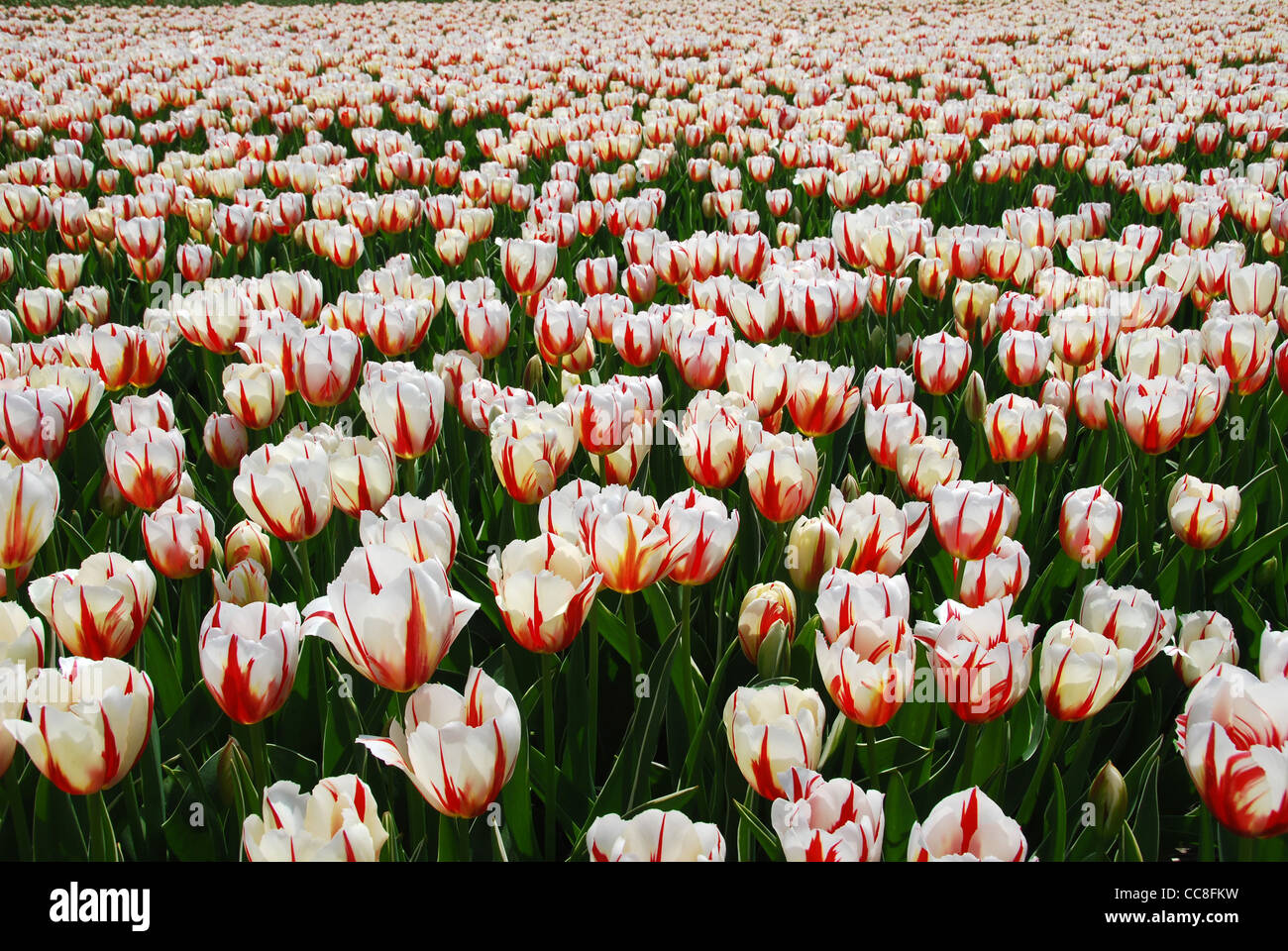 tulip field, Holland, Netherlands, Europe Stock Photo - Alamy
