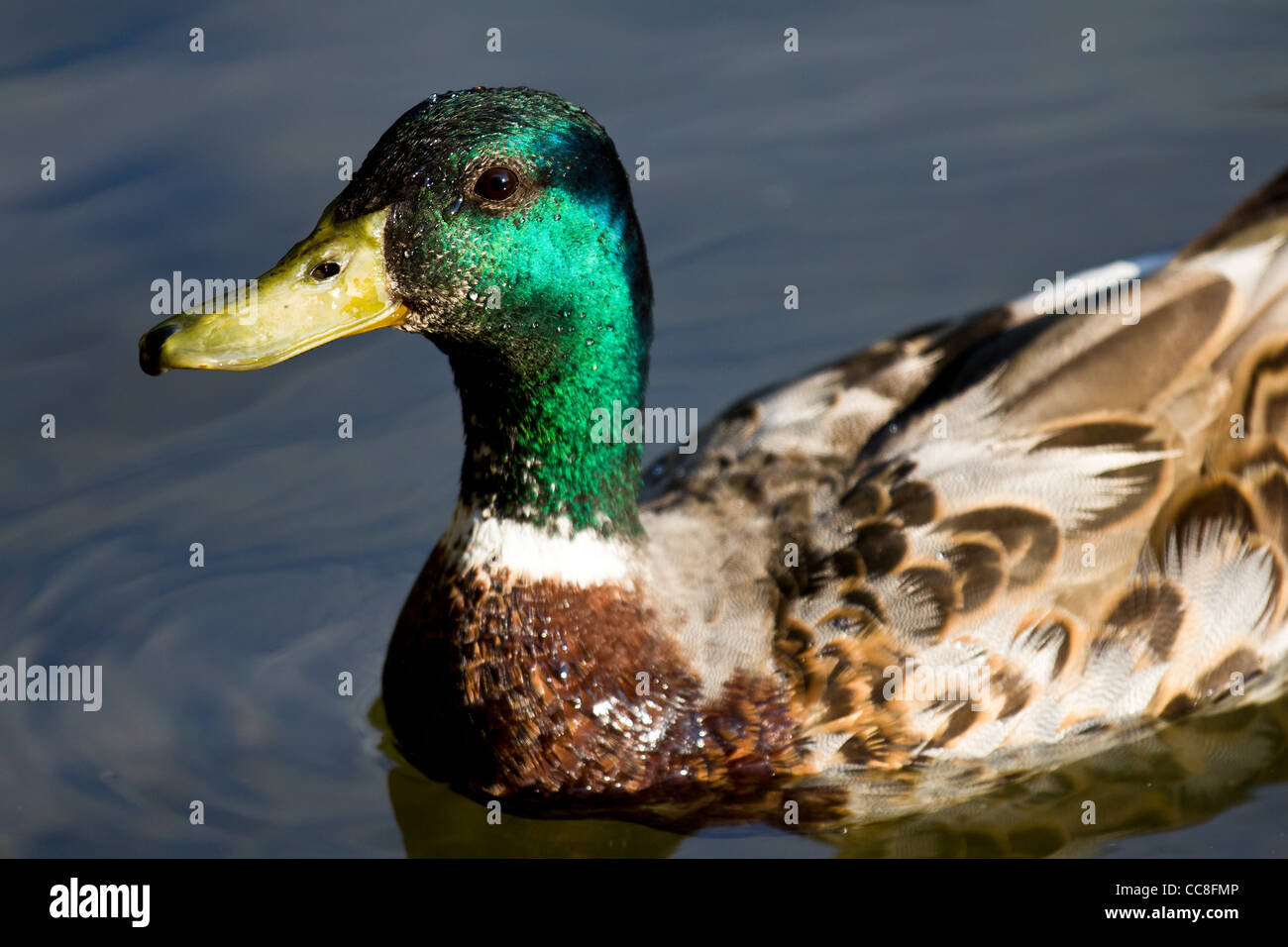 Mallard introduced species hi-res stock photography and images - Alamy