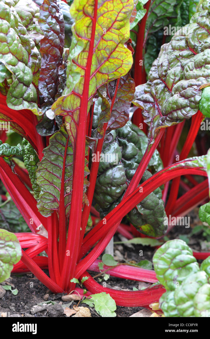 Ruby Chard vegetable Stock Photo - Alamy