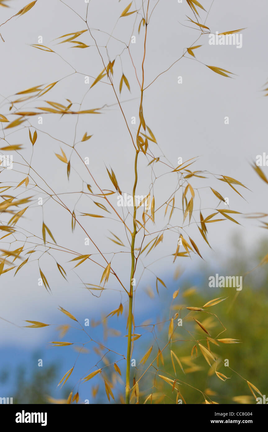 Wild oats hi-res stock photography and images - Alamy