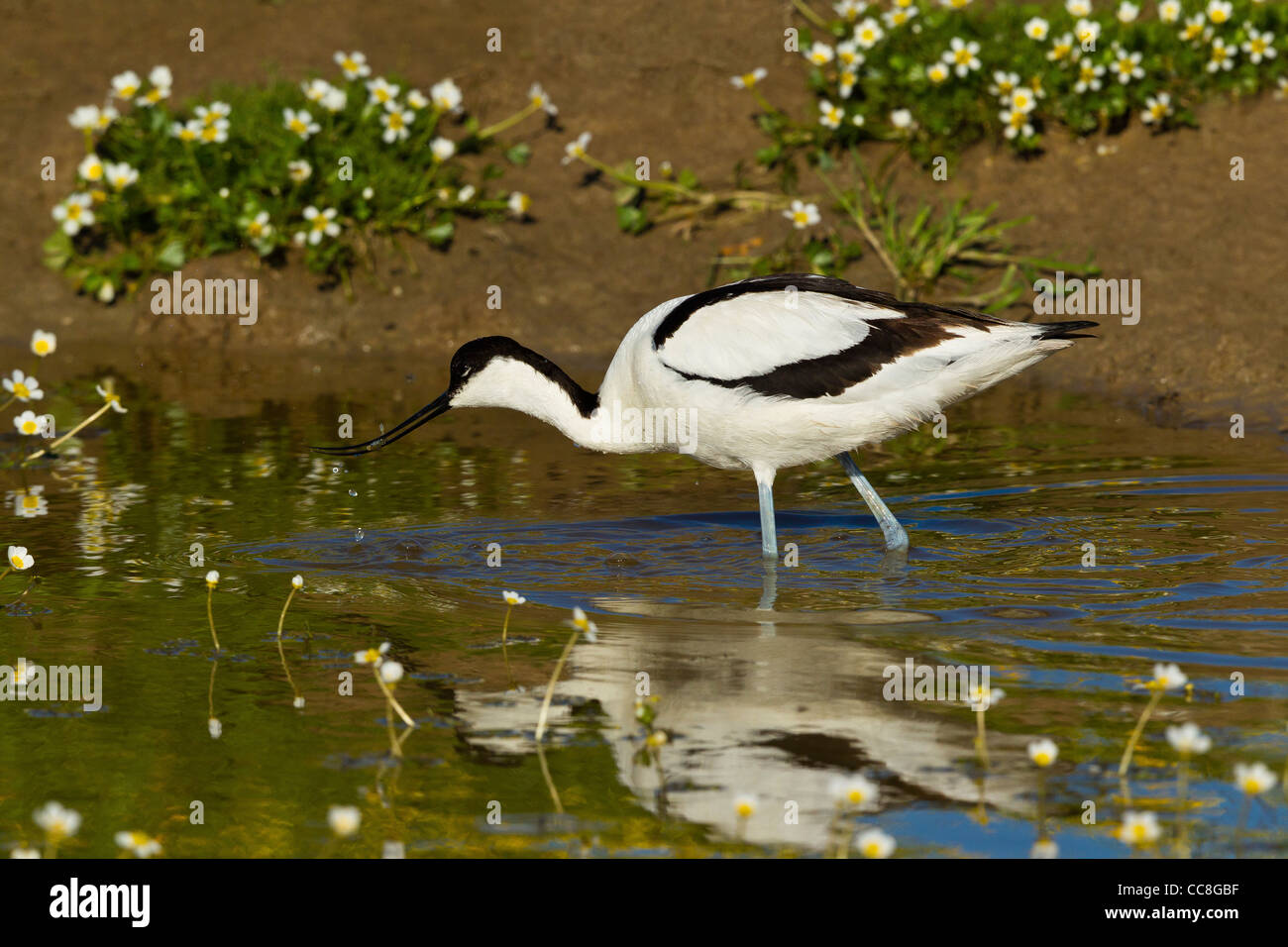 Avocet ( Recurvirostra avosetta ) in Water Catching Fish Stock Photo ...