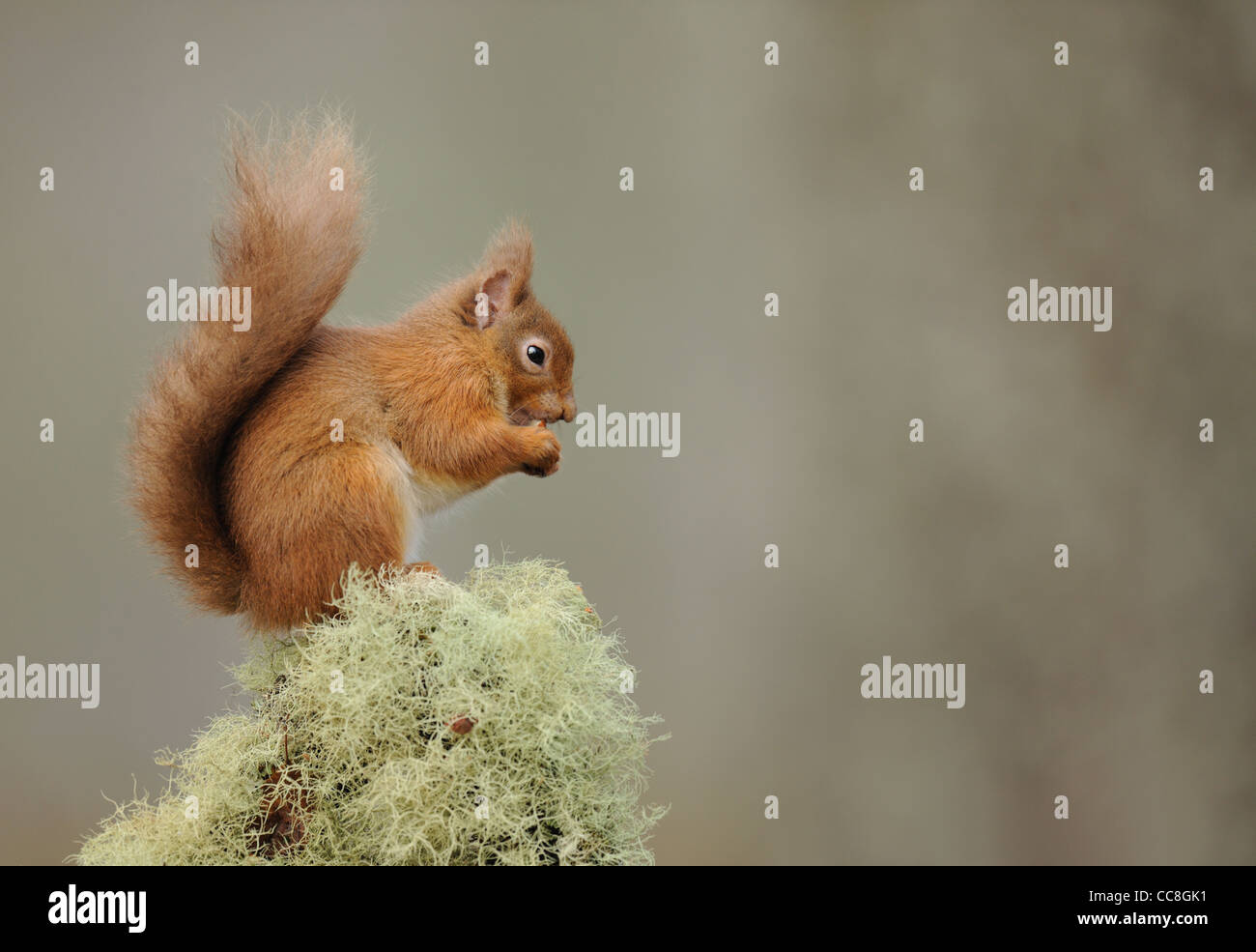 Red squirrel taken in scotland Stock Photo - Alamy