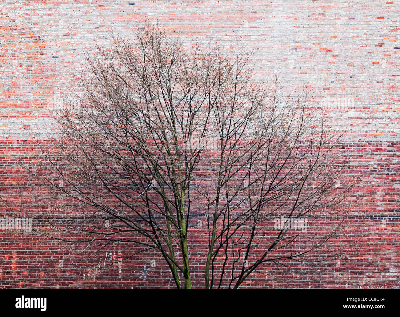 Culture tree hi-res stock photography and images - Alamy