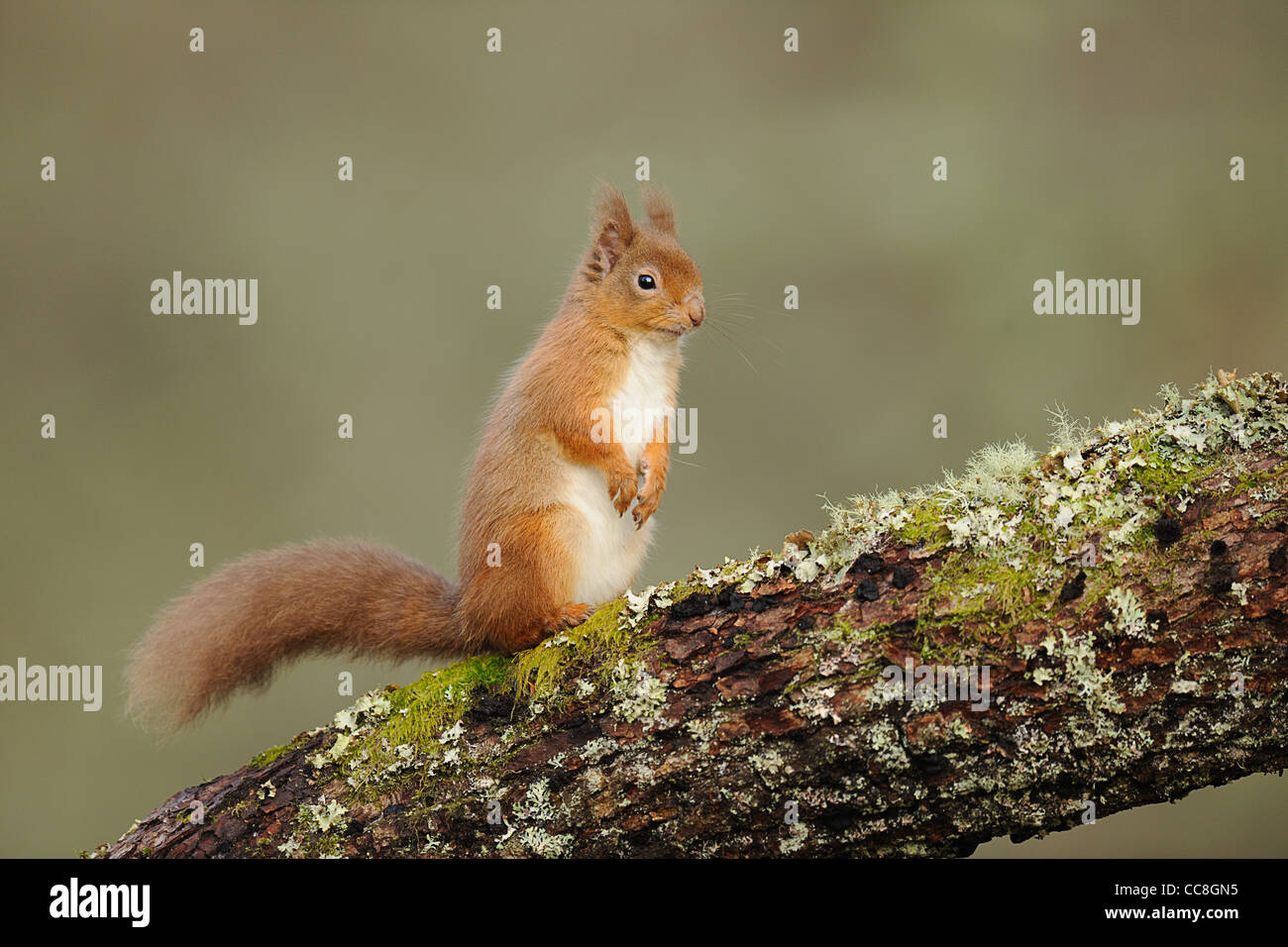 Red squirrel taken in scotland Stock Photo - Alamy