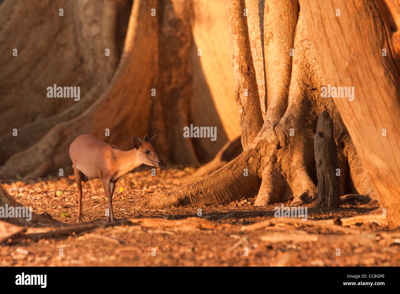 Cephalophus hi-res stock photography and images - Alamy