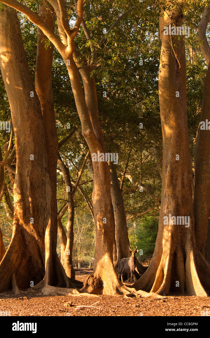 Nyala tree hi-res stock photography and images - Alamy