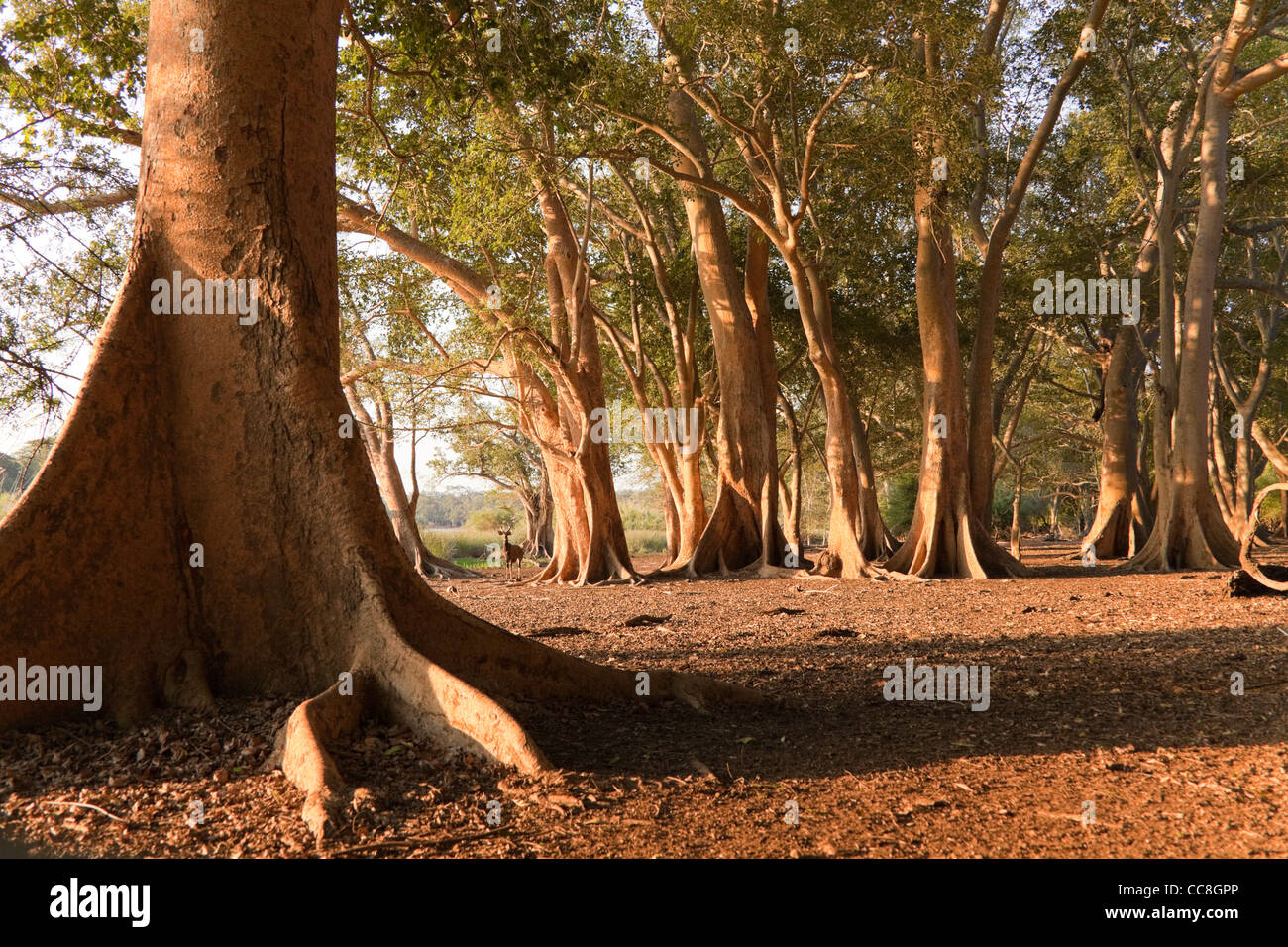 Nyala tree hi-res stock photography and images - Alamy