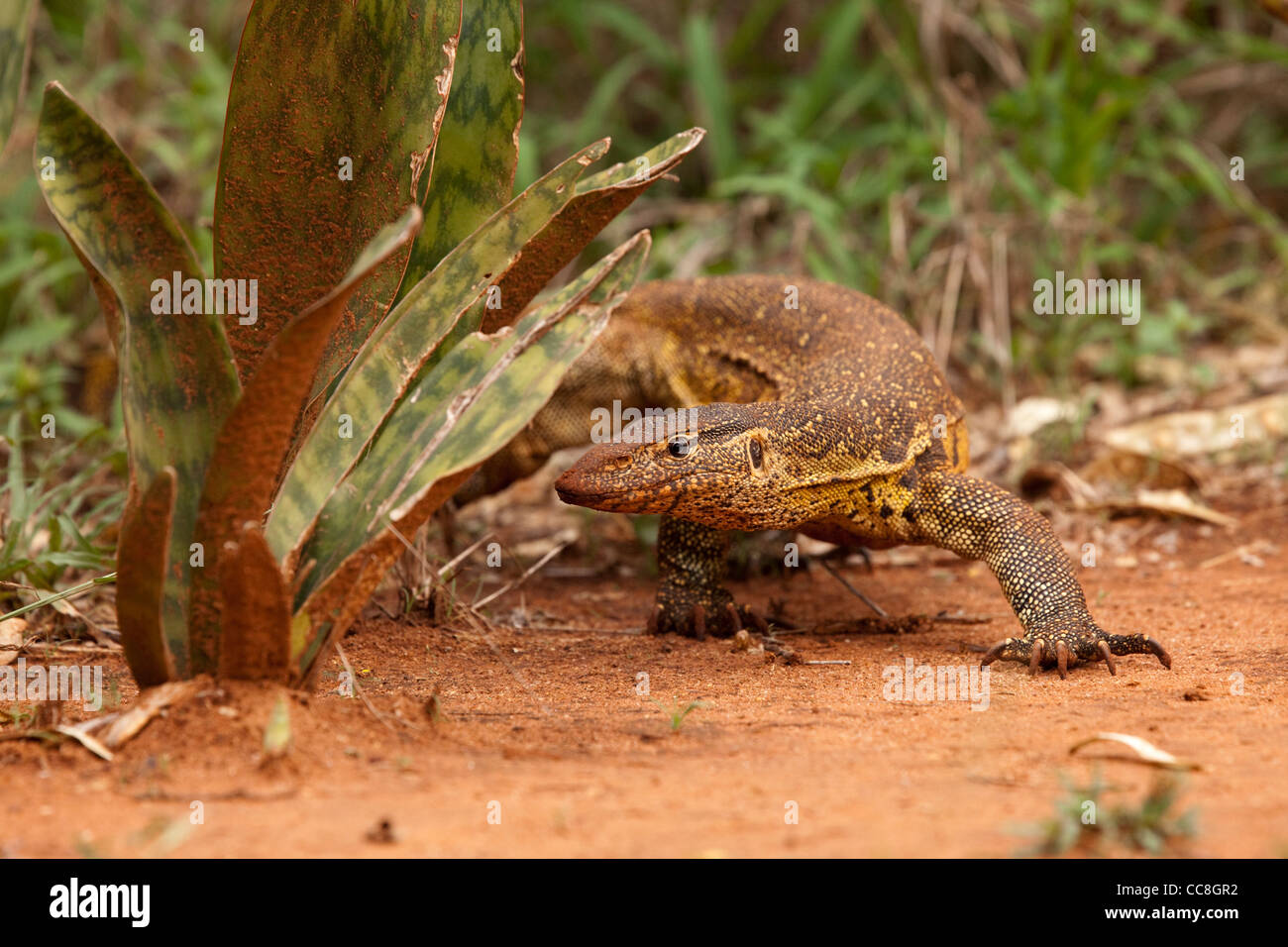 Nile Water Monitor (Varanus salvator Stock Photo - Alamy