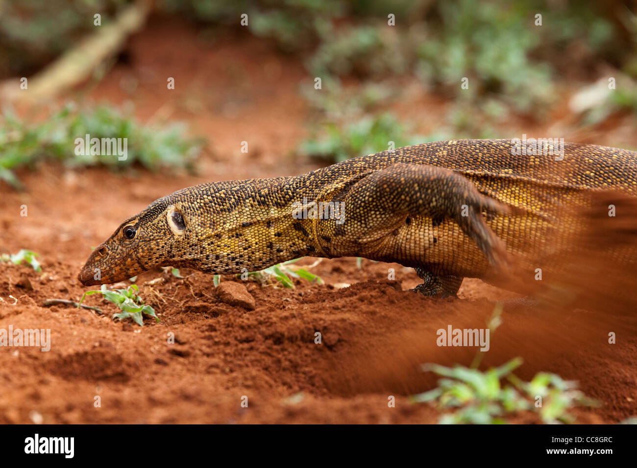 Nile Water Monitor (Varanus salvator Stock Photo - Alamy