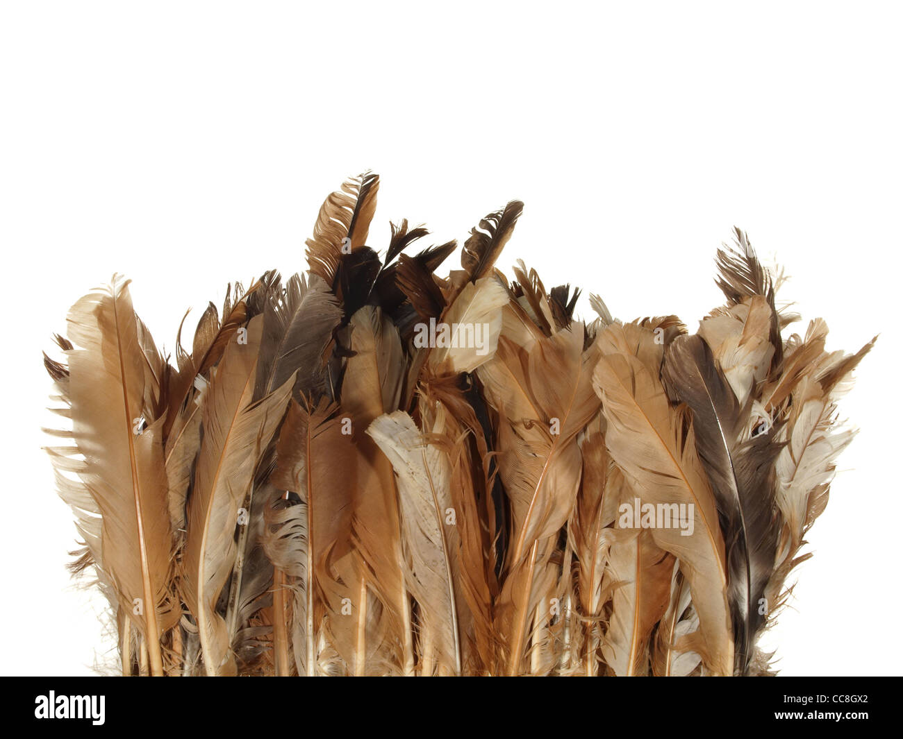 Chicken feathers are brown in color isolated on white background Stock ...