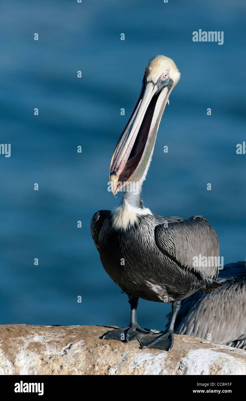 Brown Pelican in Breeding Plumage Stock Photo - Alamy
