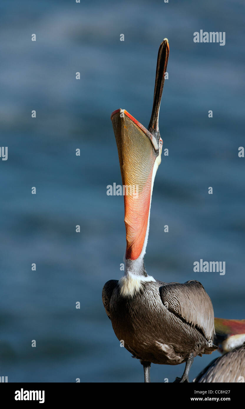 Brown Pelican in Breeding Plumage Head Throw Stock Photo - Alamy