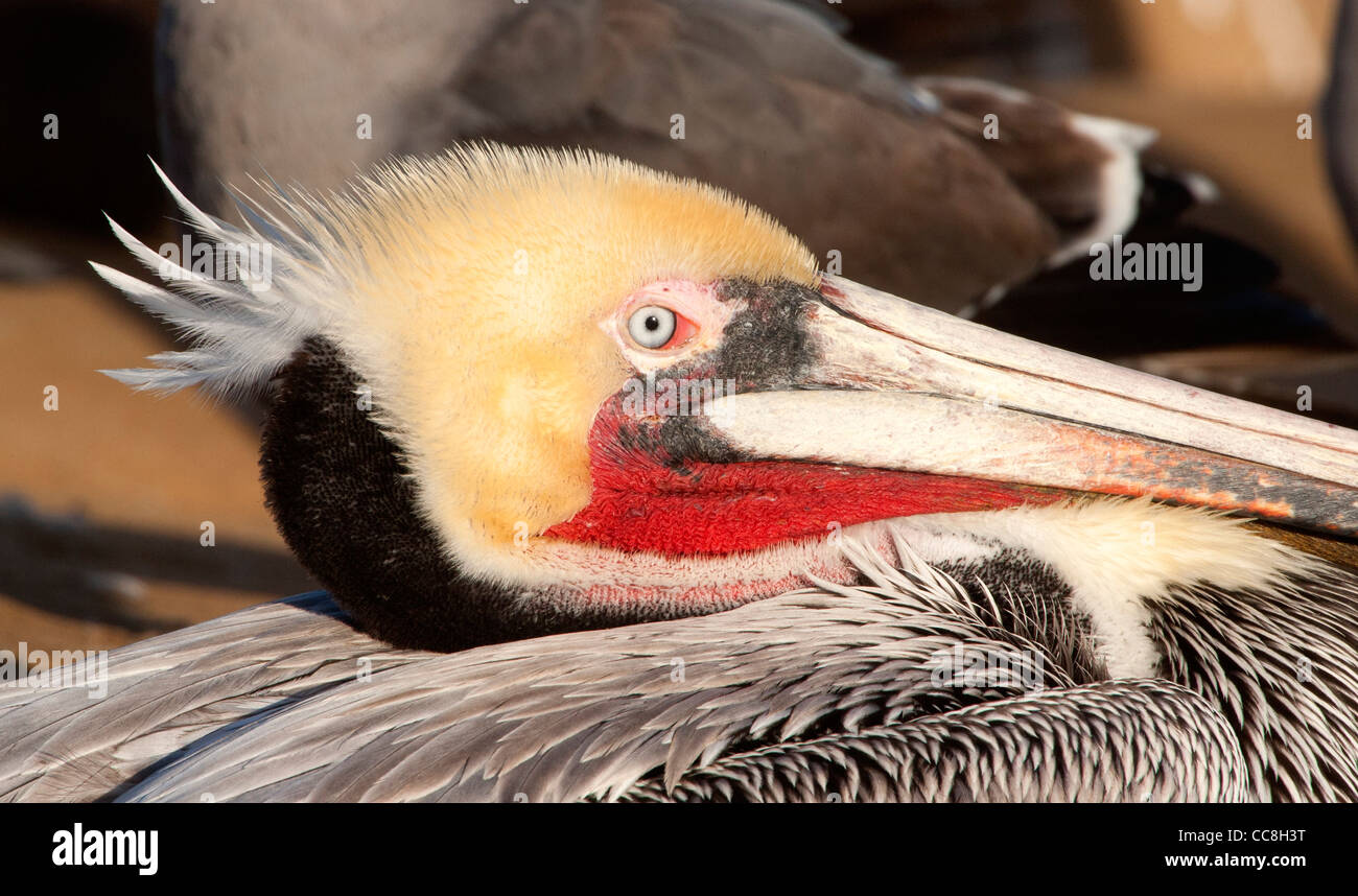 Brown pelican breeding plumage hi-res stock photography and images - Alamy