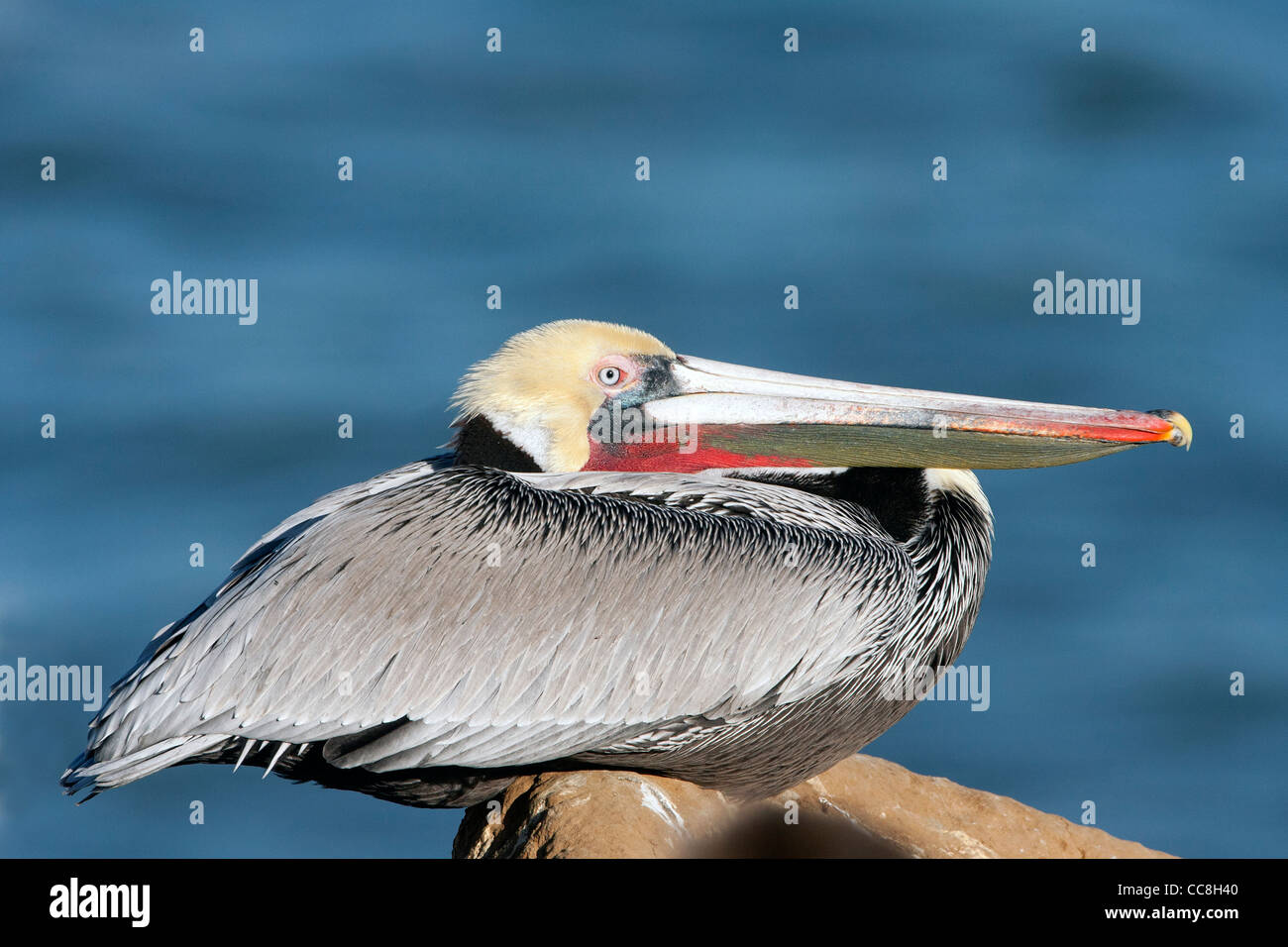 Brown Pelican Breeding Plumage High Resolution Stock Photography and ...