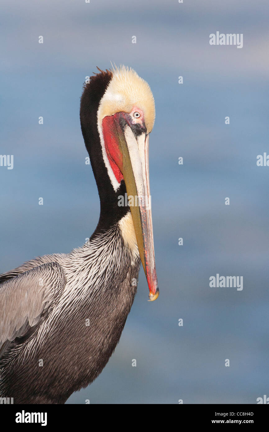 Brown Pelican in Breeding Plumage Stock Photo - Alamy