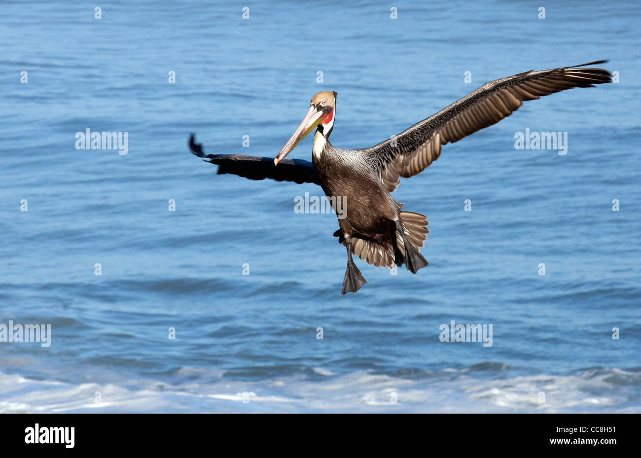 Brown Pelican Breeding Plumage High Resolution Stock Photography and ...