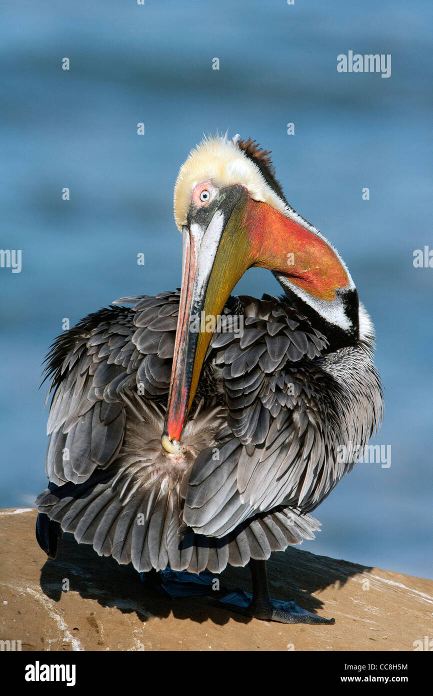 Brown Pelican in Breeding Plumage Showing Oil Gland Stock Photo - Alamy