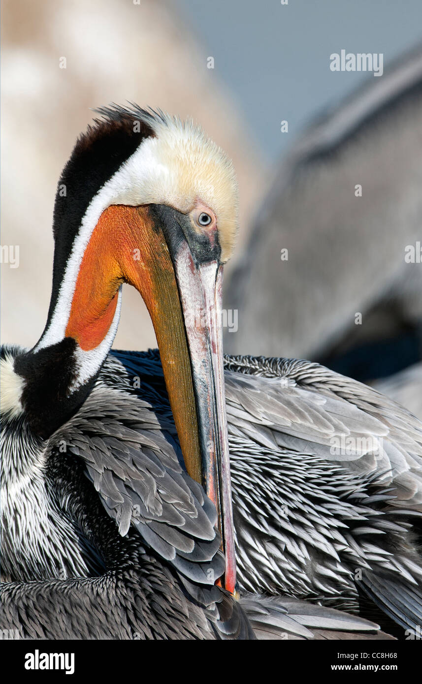 Brown Pelican in Breeding Plumage Orange Pouch Stock Photo - Alamy