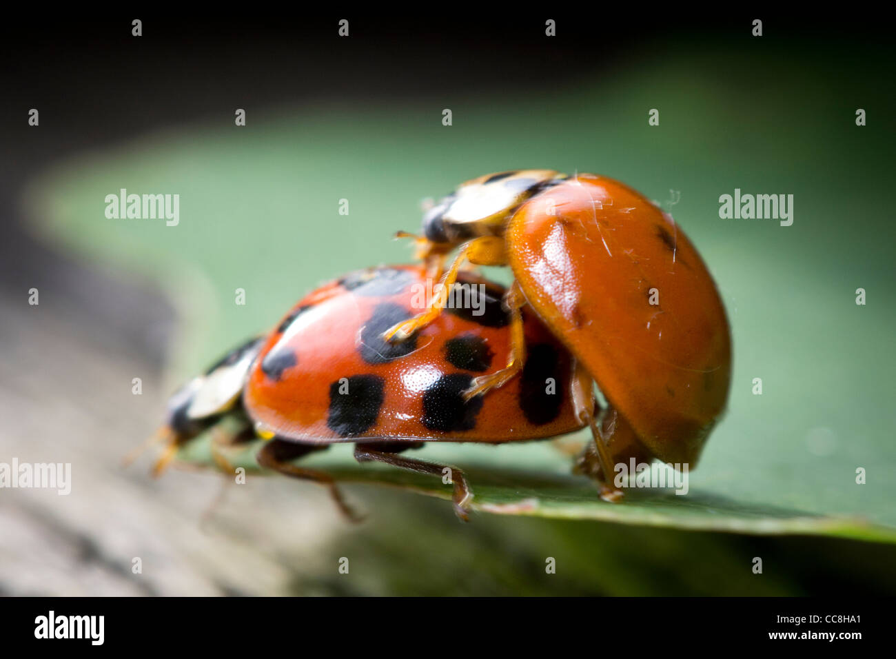 Ladybirds hi-res stock photography and images - Alamy