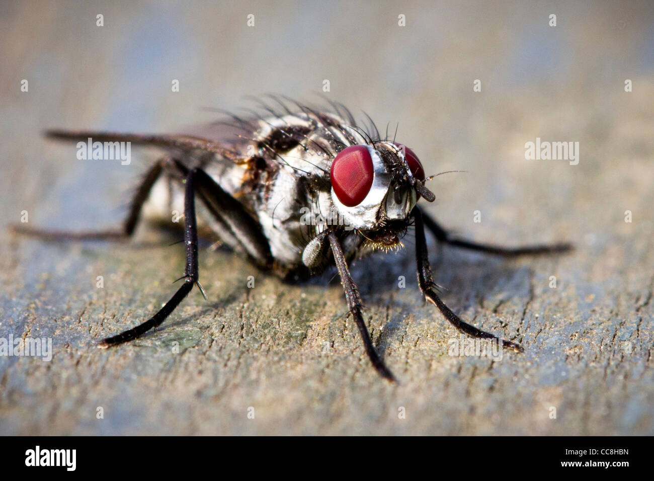 Diptera two wings hi-res stock photography and images - Alamy