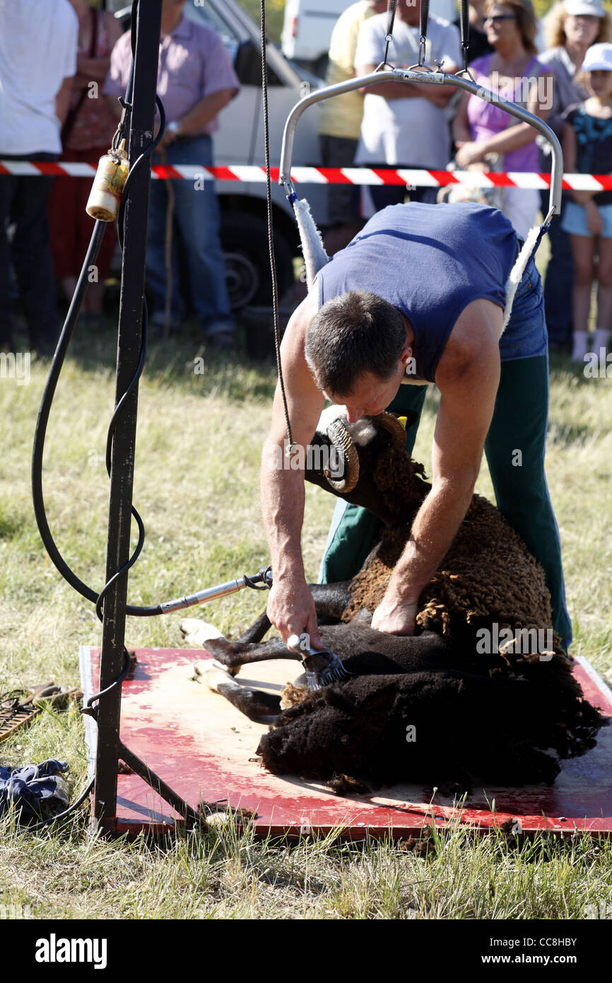 Transhumance Festival in Herault, France Stock Photo - Alamy
