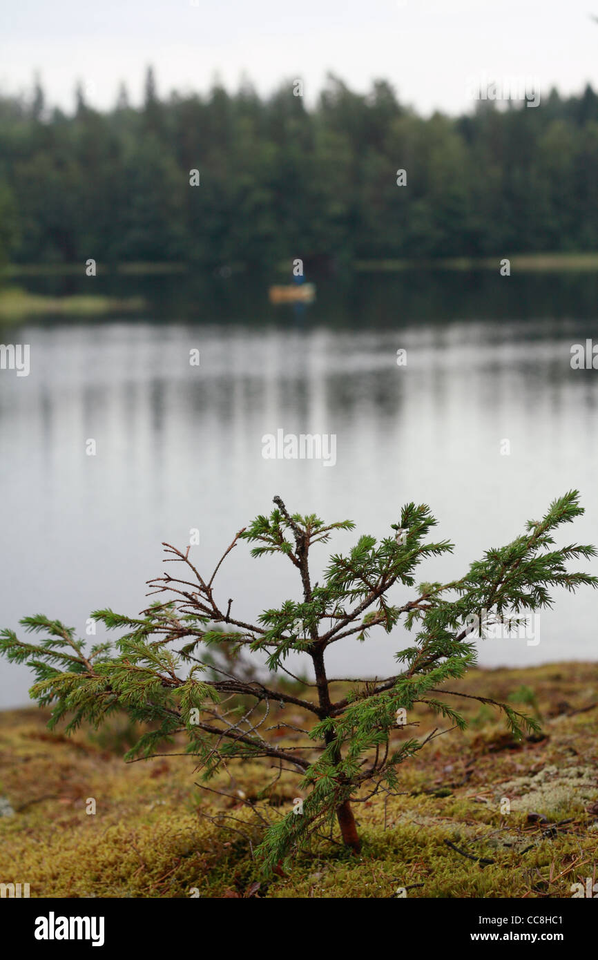 Growing lakeside hi-res stock photography and images - Alamy