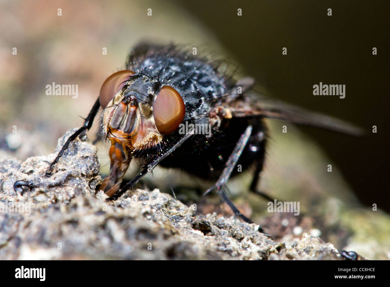 Diptera Two Wings High Resolution Stock Photography and Images - Alamy