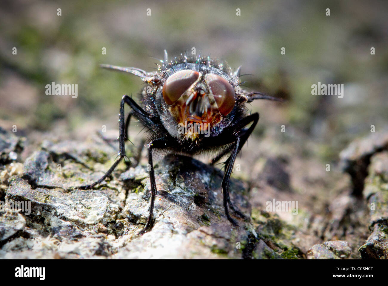 Diptera two wings hi-res stock photography and images - Alamy