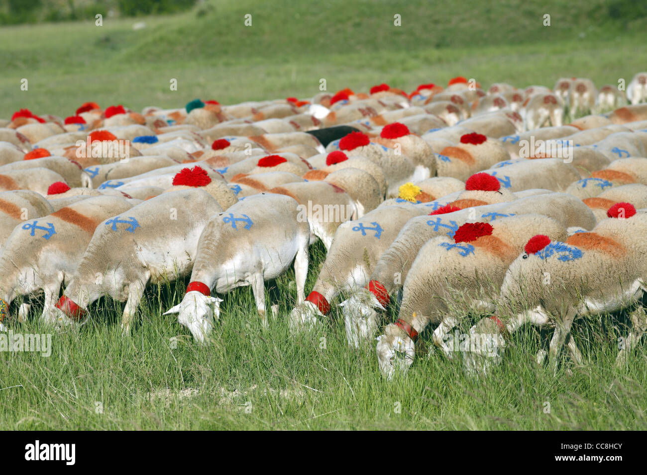 Summer transhumance hi-res stock photography and images - Alamy